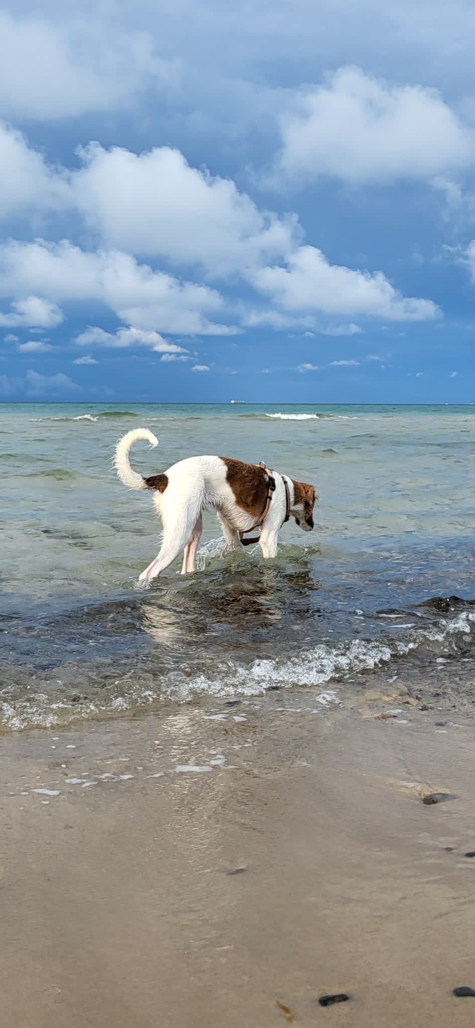 Luises Hundekinder im August – Silken Winds